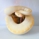 Top 50 Amazing Ball Python Morphs - Reptileszilla