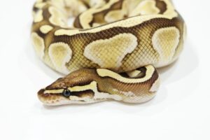 Top 50 Amazing Ball Python Morphs - Reptileszilla