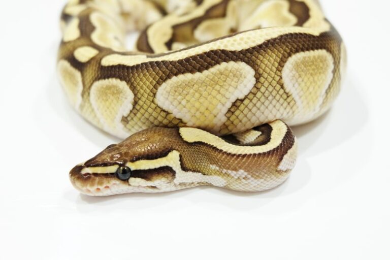 Top 50 Amazing Ball Python Morphs - Reptileszilla
