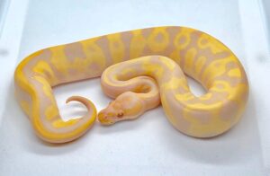 Top 50 Amazing Ball Python Morphs - Reptileszilla