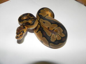 Top 50 Amazing Ball Python Morphs - Reptileszilla