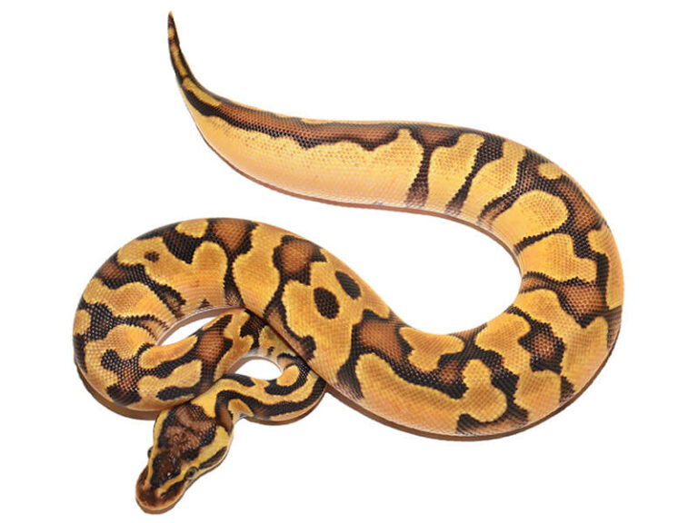 Top 50 Amazing Ball Python Morphs - Reptileszilla