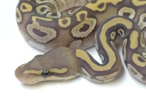 Top 50 Amazing Ball Python Morphs - Reptileszilla