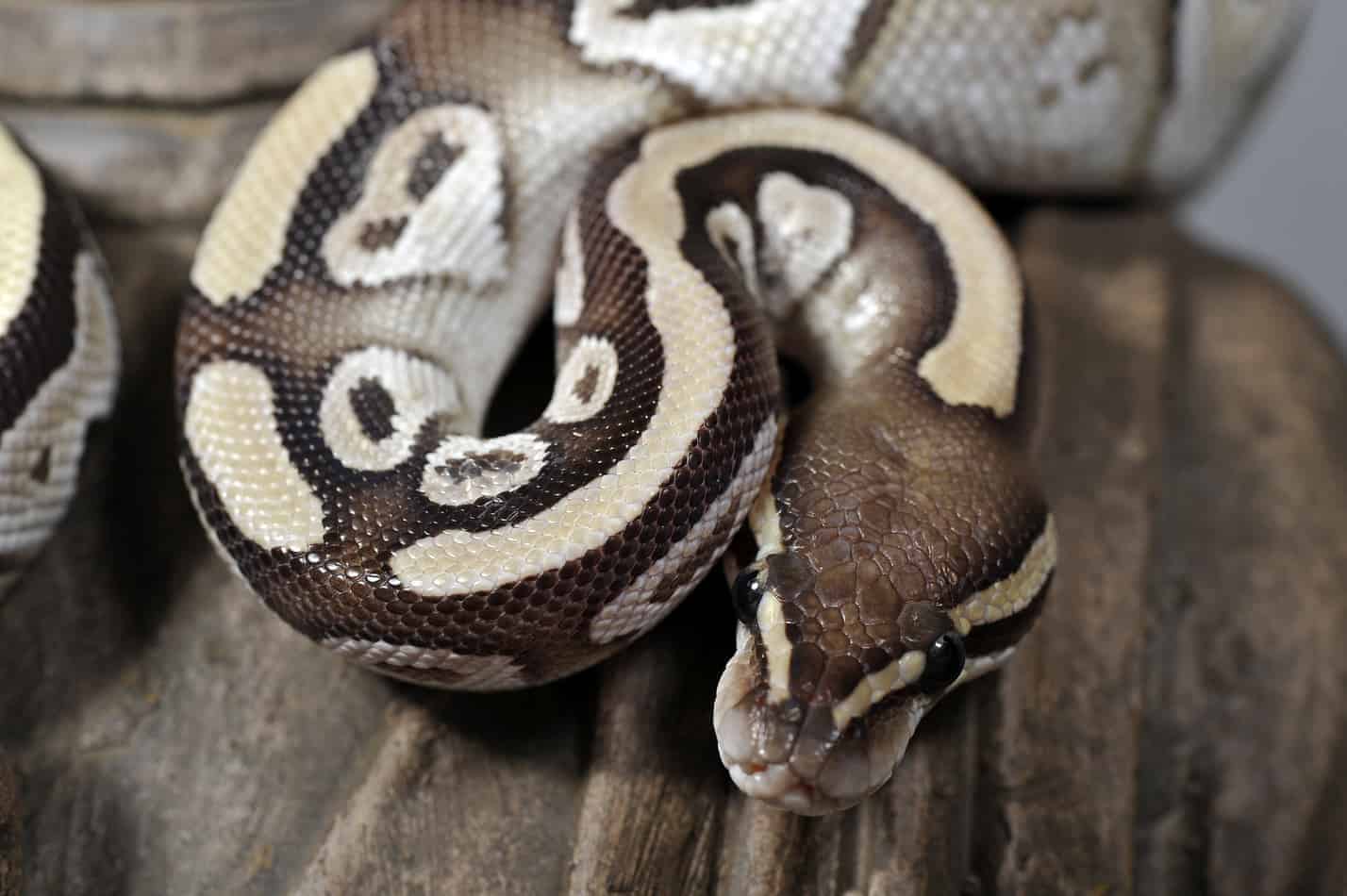 Top 50 Amazing Ball Python Morphs - Reptileszilla
