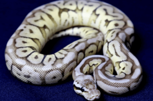 Top 50 Amazing Ball Python Morphs - Reptileszilla