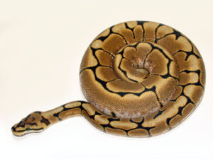 Top 50 Amazing Ball Python Morphs - Reptileszilla