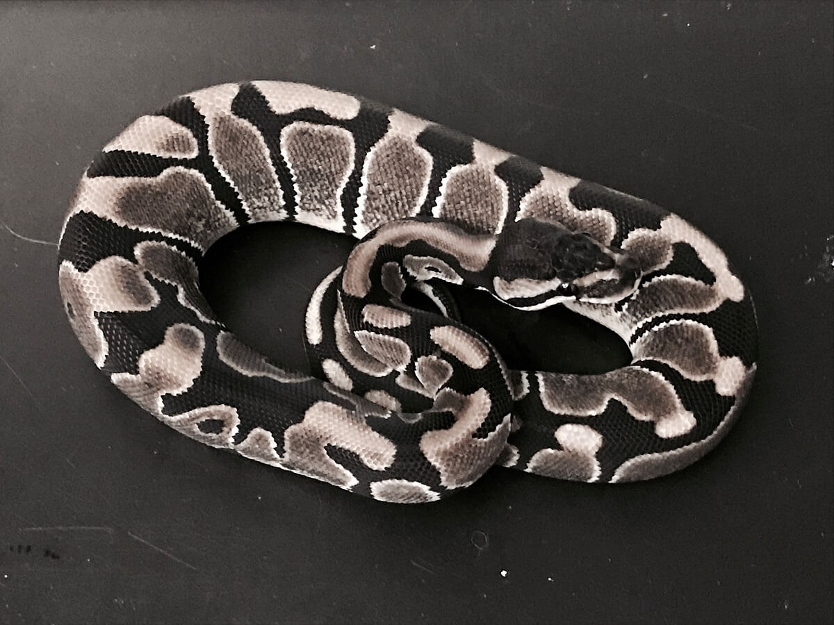 Top 50 Amazing Ball Python Morphs - Reptileszilla