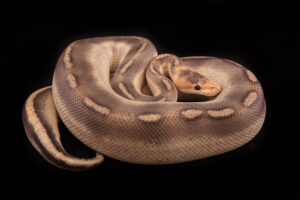 Top 50 Amazing Ball Python Morphs - Reptileszilla