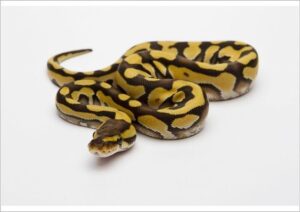 Top 50 Amazing Ball Python Morphs - Reptileszilla
