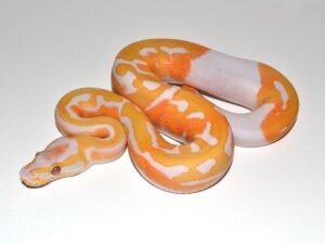 Top 50 Amazing Ball Python Morphs - Reptileszilla