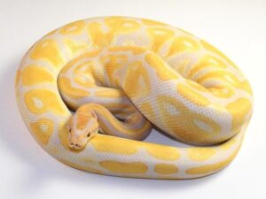 Top 50 Amazing Ball Python Morphs - Reptileszilla