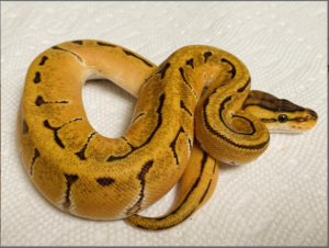 Top 50 Amazing Ball Python Morphs - Reptileszilla