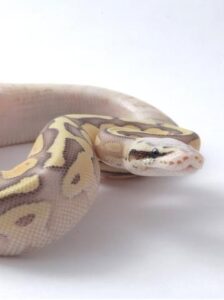Top 50 Amazing Ball Python Morphs - Reptileszilla