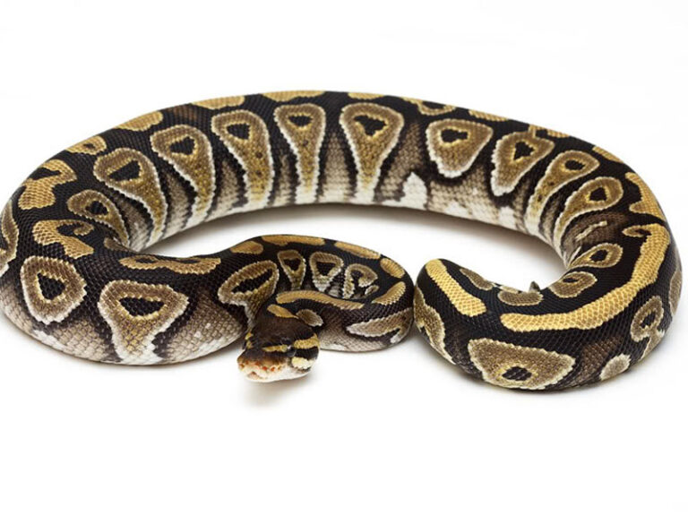 Top 50 Amazing Ball Python Morphs - Reptileszilla