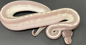 Top 50 Amazing Ball Python Morphs - Reptileszilla