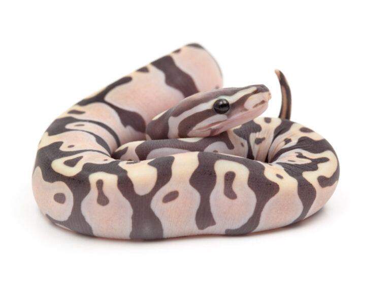 Top 50 Amazing Ball Python Morphs - Reptileszilla