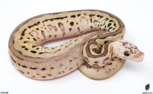 Top 50 Amazing Ball Python Morphs - Reptileszilla