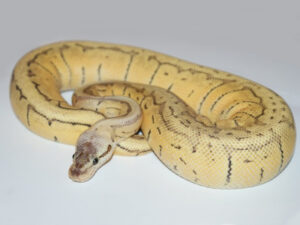 Top 50 Amazing Ball Python Morphs - Reptileszilla