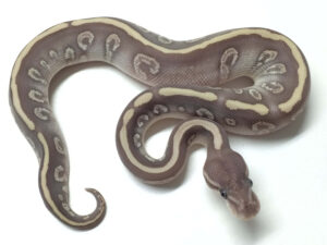 Top 50 Amazing Ball Python Morphs - Reptileszilla