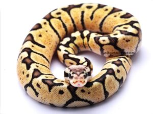 Top 50 Amazing Ball Python Morphs - Reptileszilla