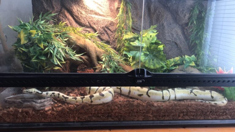 A Complete Guide on Ball Python Habitat Requirements - Reptileszilla